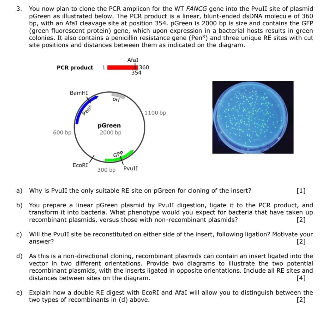 Solved 3. You now plan to clone the PCR amplicon for the WT | Chegg.com
