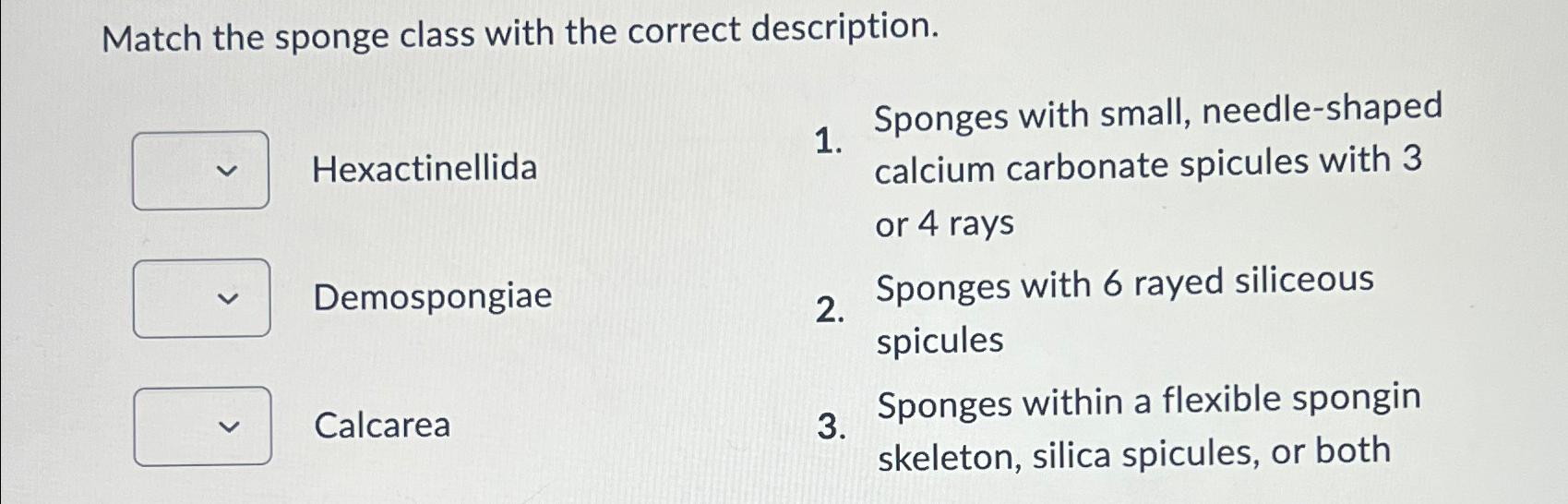 Solved Match the sponge class with the correct | Chegg.com