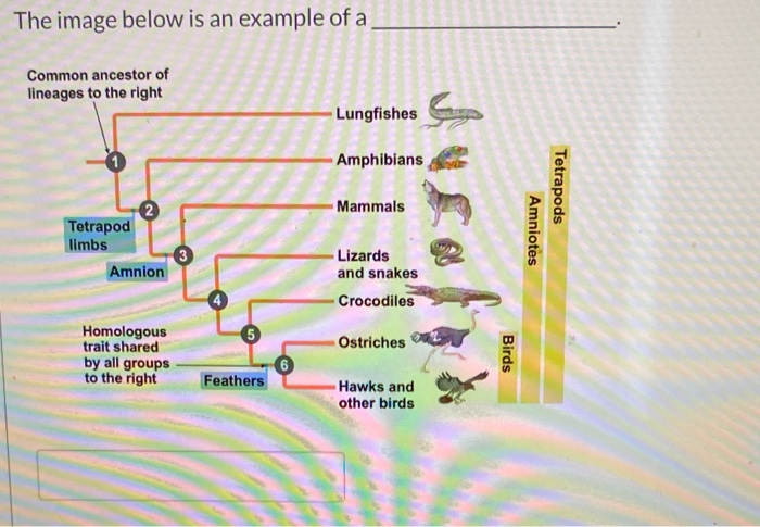 Solved The image below is an example of a Common ancestor of | Chegg.com