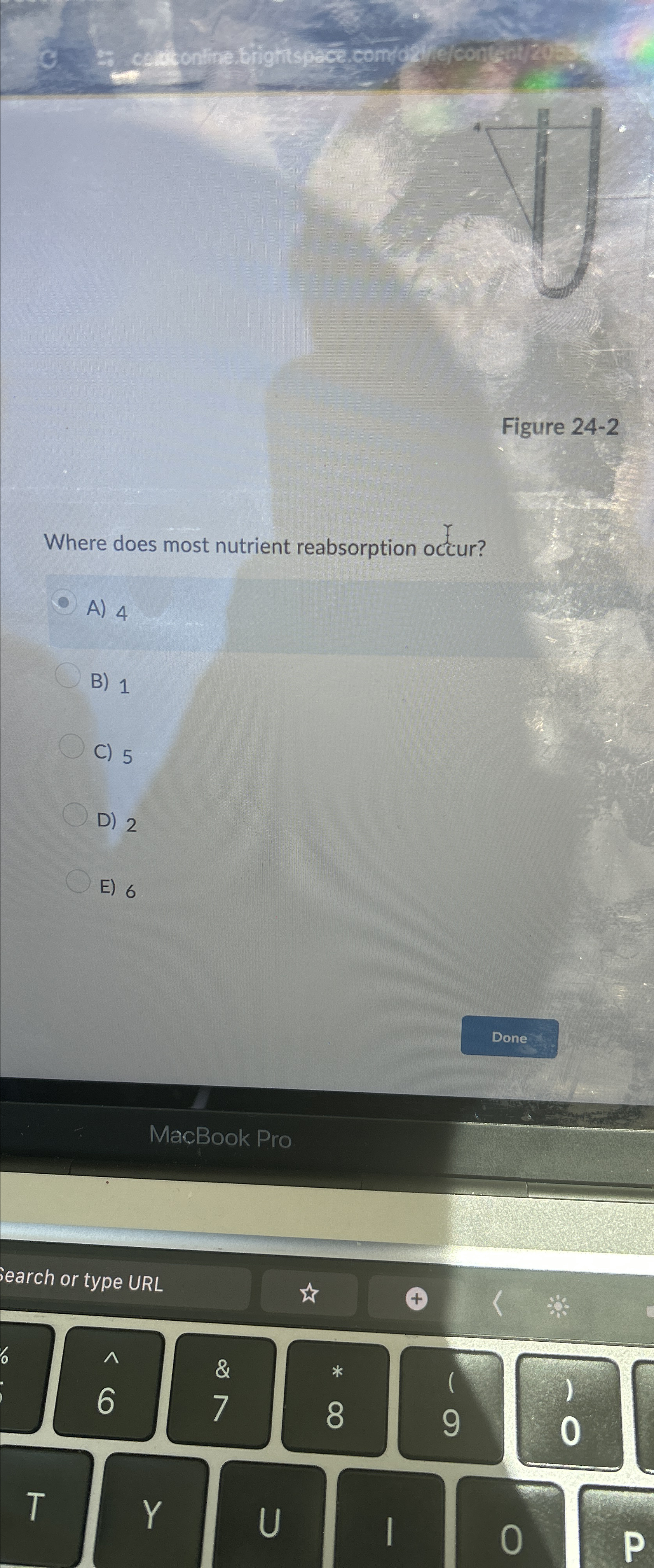 Solved Figure 24-2Where does most nutrient reabsorption | Chegg.com