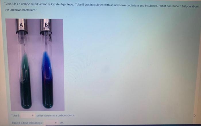 Solved Tube A is an uninoculated Simmons Citrate Agar tube. | Chegg.com