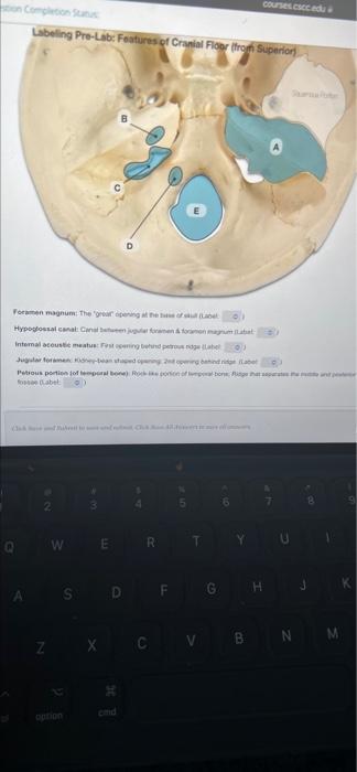 Solved May 25 on Completion Sus Labeling Pre-Lab: Features | Chegg.com