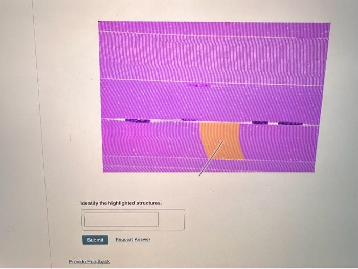 Solved Identily the highlighted structures. | Chegg.com
