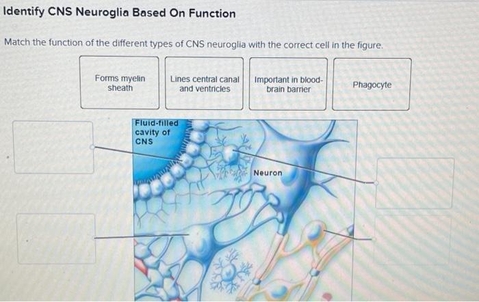 Solved Identify CNS Neuroglia Based On Function Match the | Chegg.com
