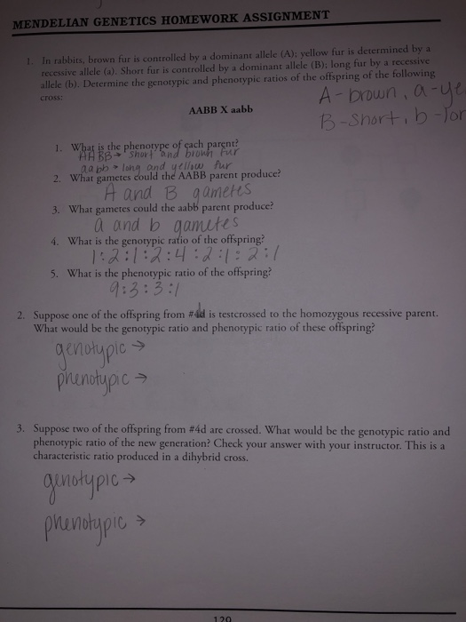 Solved MENDELIAN GENETICS HOMEWORK ASSIGNMENT 1. In rabbits, | Chegg.com
