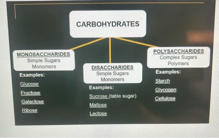 CARBOHYDRATES MONOSACCHARIDES POLYSACCHARIDES Complex | Chegg.com