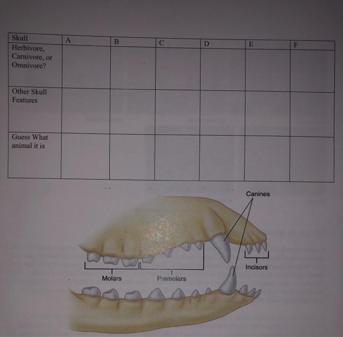 Solved Lab Activity: Mammal Dentation Most mammals have four | Chegg.com