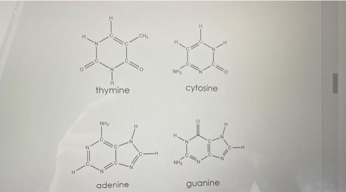 Solved 4. After exploring the 3D structure of cytosine, use | Chegg.com