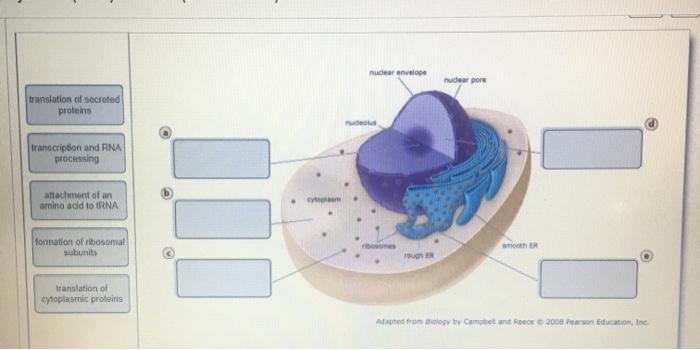 Solved nuclear envelope nudear por translation of secreted | Chegg.com