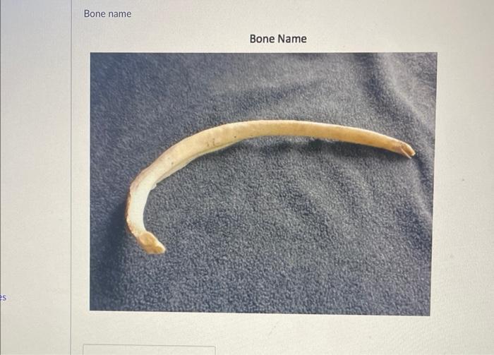 Feature Feature Feature Bone name Bone Name | Chegg.com