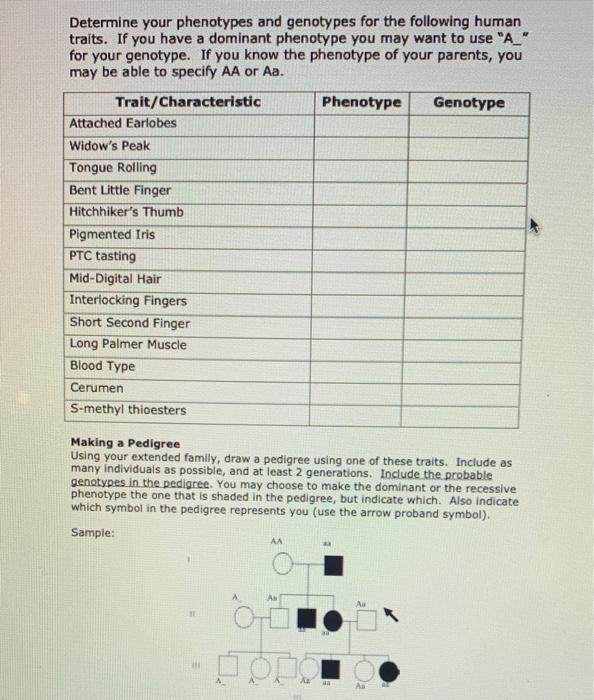 Determine your phenotypes and genotypes for the | Chegg.com