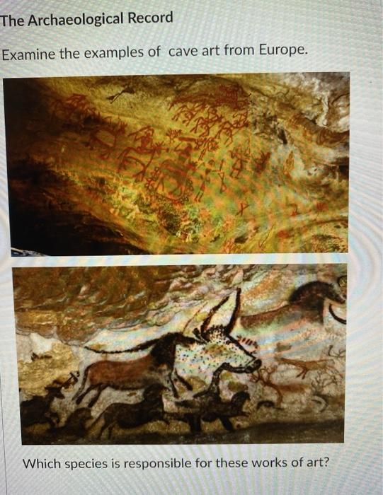 Solved The Archaeological Record Examine the examples of | Chegg.com