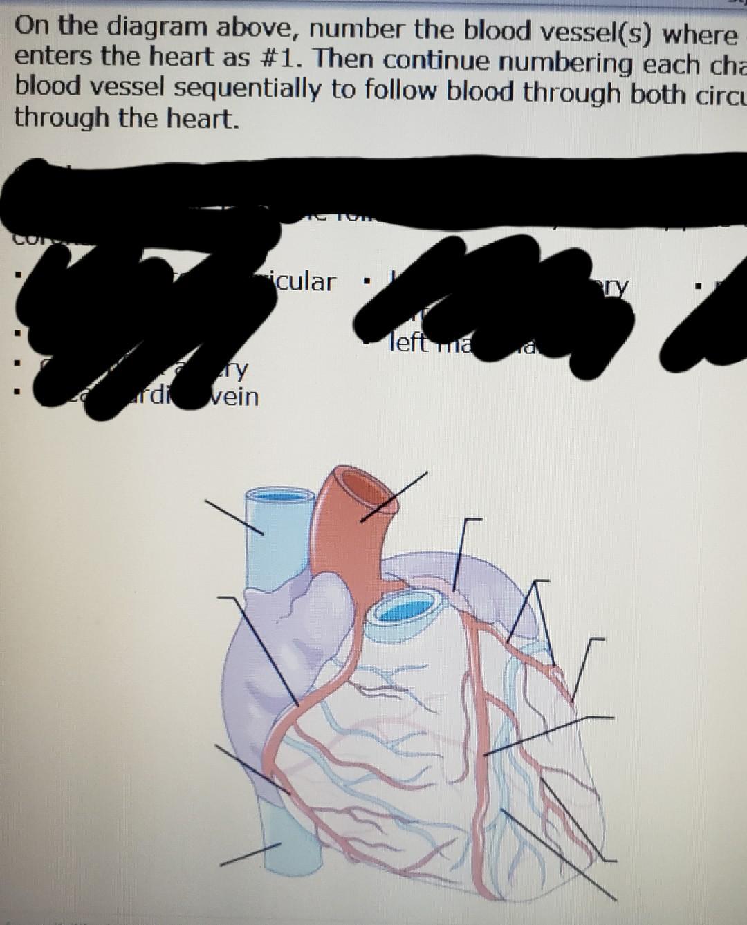 Solved On the diagram above, number the blood vessel(s) | Chegg.com