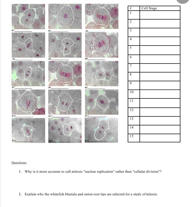 Solved Mitosis in whitefish blastula. Below you will see | Chegg.com