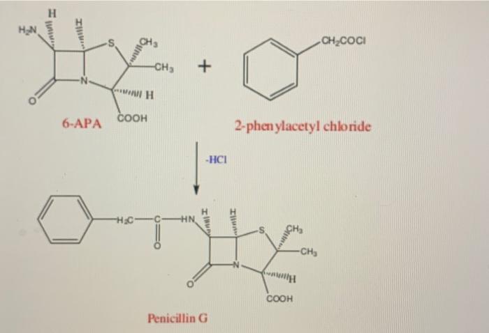 Solved Explain this penicillin G synthesis step-by-step in | Chegg.com