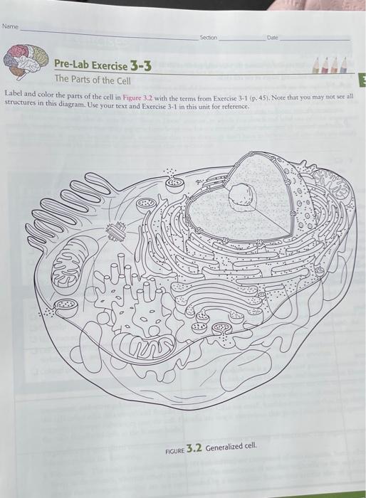Solved Name Section Date Pre-Lab Exercise 3-3 The Parts of | Chegg.com