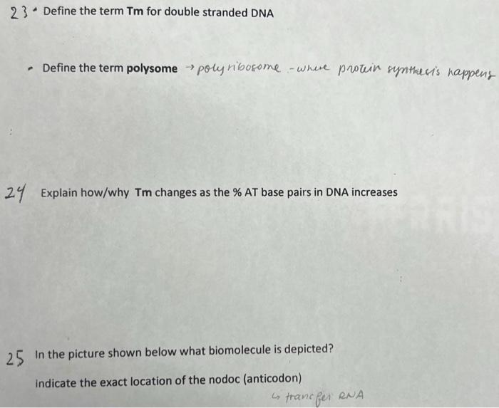 Solved 23 Define the term Tm for double stranded DNA - | Chegg.com