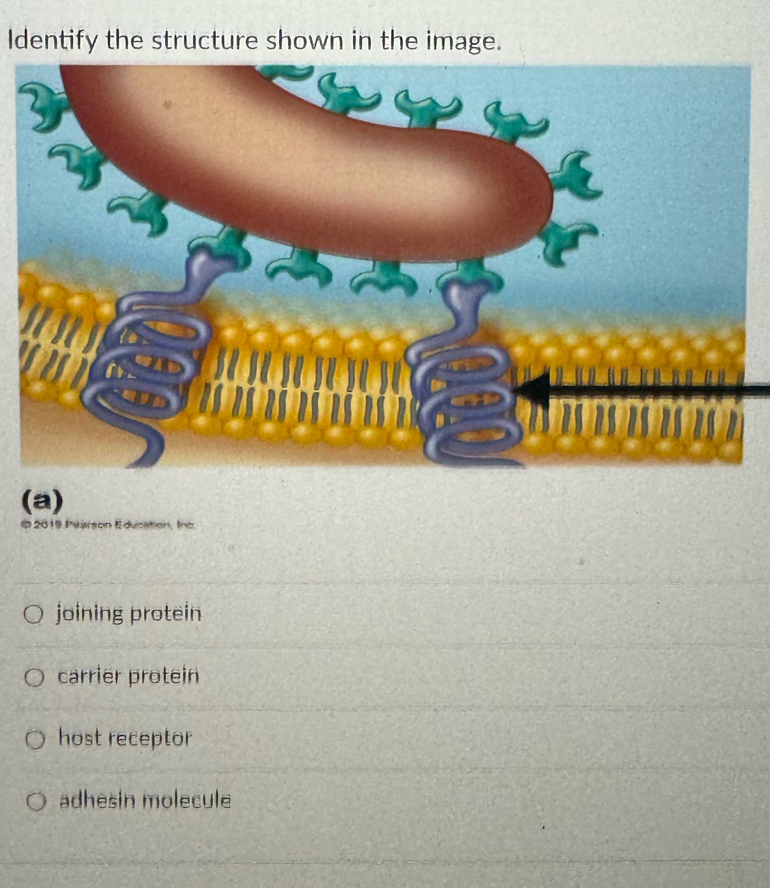 Solved Identify the structure shown in the image.(a)co 2019 | Chegg.com