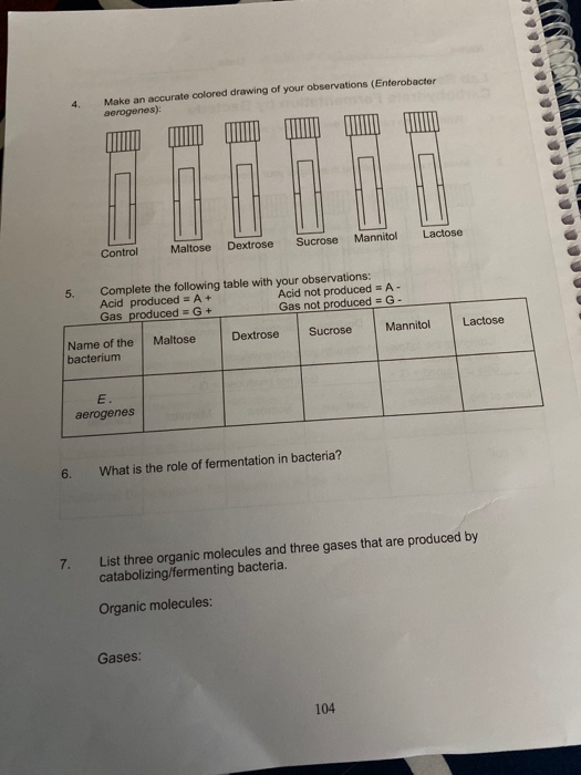 Solved EXERCISE 17 Carbohydrate Fermentation by Bacteria | Chegg.com