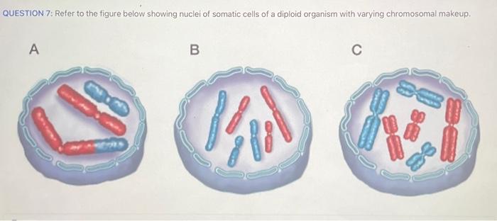 Solved which image best represents the chromosomal makeup of | Chegg.com
