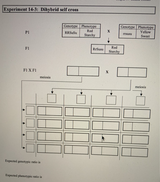 Solved Experiment 14-3: Dihybrid self cross P1 Genotype | Chegg.com