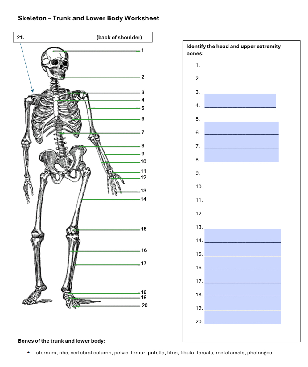 Solved Skeleton - ﻿Trunk and Lower Body WorksheetBones of | Chegg.com