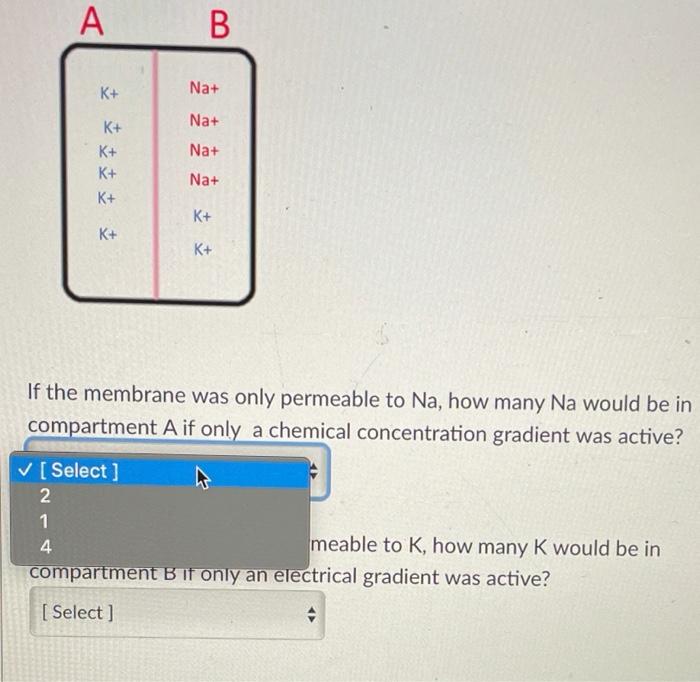 Solved A B Na+ Na+ Na+ K+ K+ K+ K+ Na+ K+ K+ If the membrane | Chegg.com