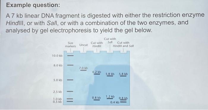 Solved Example question: A 7 kb linear DNA fragment is | Chegg.com