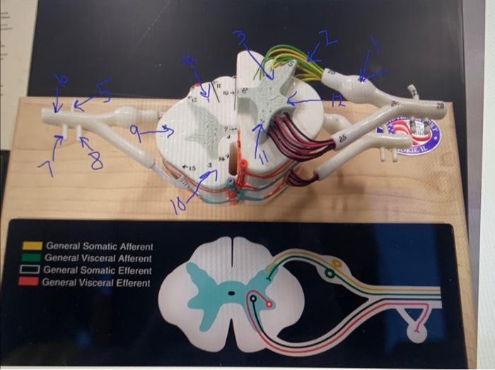 Solved rami communicantes posterior ramus anterior column | Chegg.com