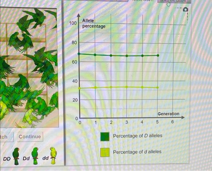 ALLELE GRAPH GENOTYPE GRAPH Initial conditions DD 56% | Chegg.com