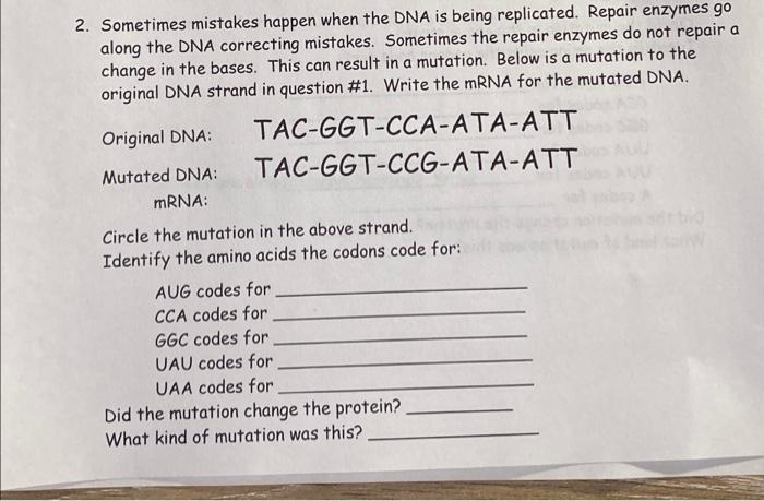 Solved a 2. Sometimes mistakes happen when the DNA is being | Chegg.com