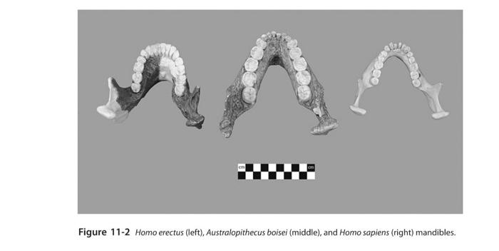 Solved Compare the teeth and mandibles of Homo erectus, | Chegg.com