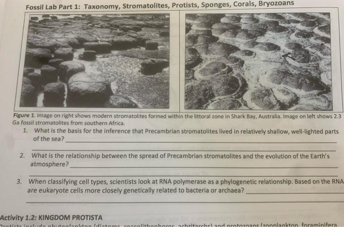 Solved Fossil Lab Part 1: Taxonomy, Stromatolites, Protists, | Chegg.com