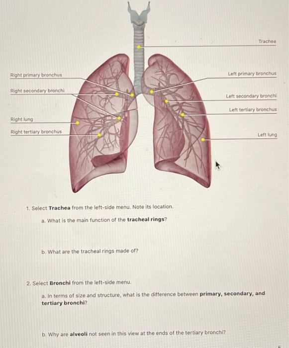 Solved Right primary bronchus Right secondary bronchi Right | Chegg.com
