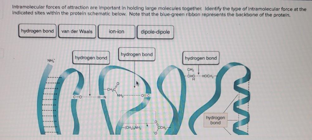 Solved Intramolecular forces of attraction are important in | Chegg.com