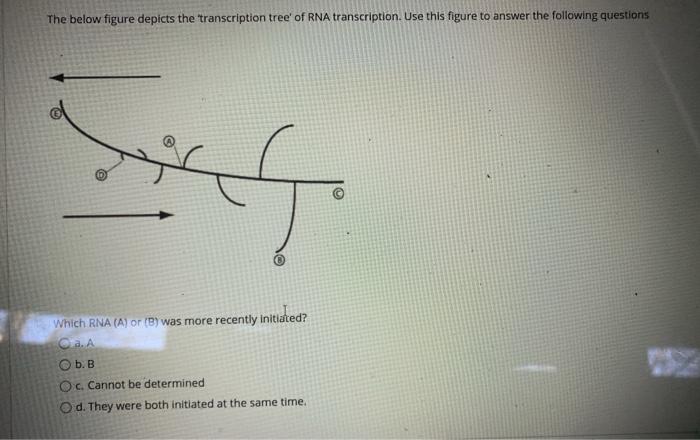 Solved The below figure depicts the transcription tree of | Chegg.com