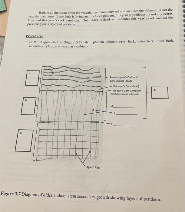 Solved Figure 3.7 Diagram of older eudicot stem secondary | Chegg.com