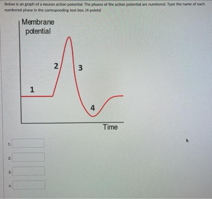 Solved Cam А Below is an graph of a neuron action potential. | Chegg.com