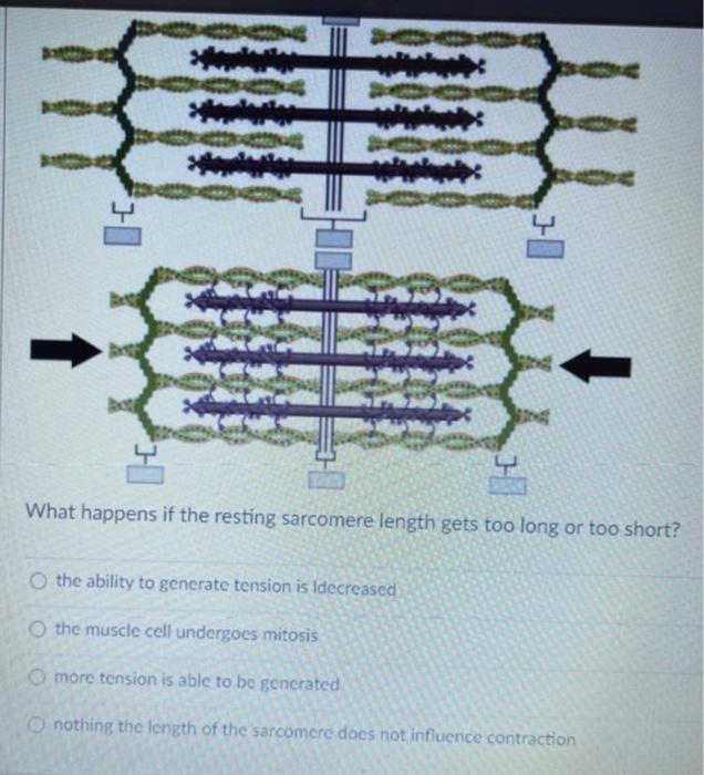 Solved 20 3 What happens if the resting sarcomere length | Chegg.com