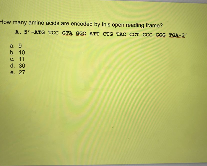 Solved How many amino acids are encoded by this open reading | Chegg.com