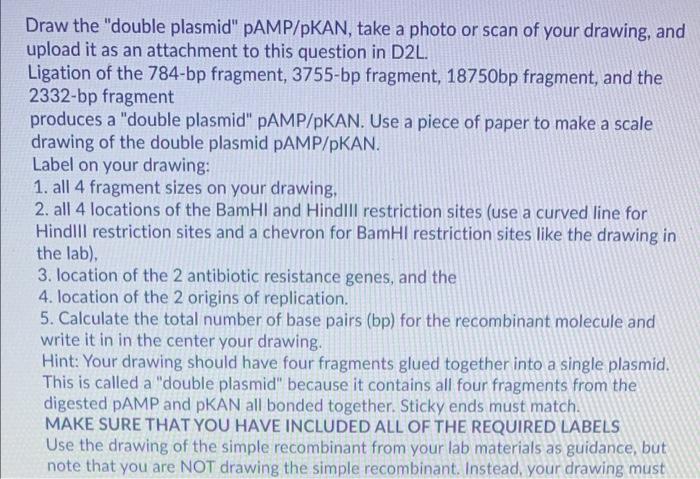 Solved Draw the "double plasmid" PAMP/PKAN, take a photo or | Chegg.com