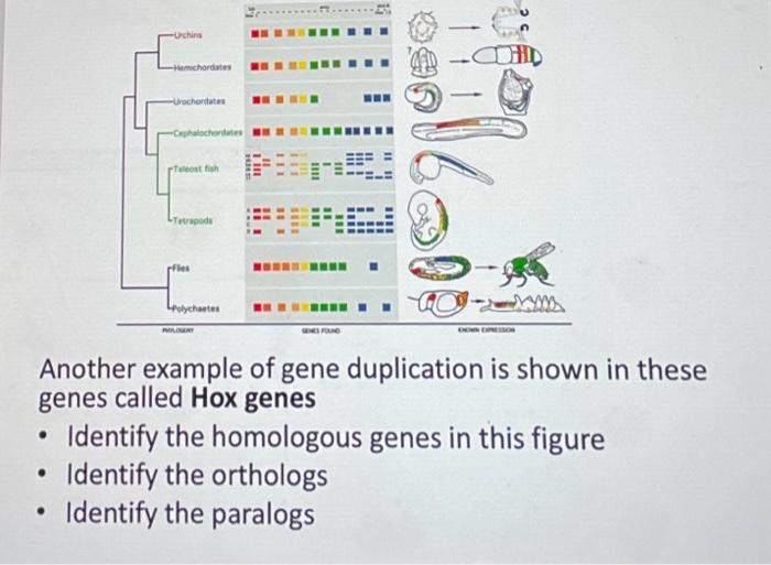 Another example of gene duplication is shown in these | Chegg.com