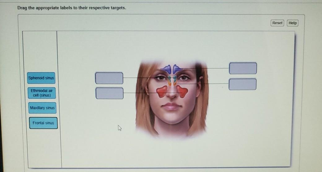 Solved Drag the appropriate labels to their respective | Chegg.com