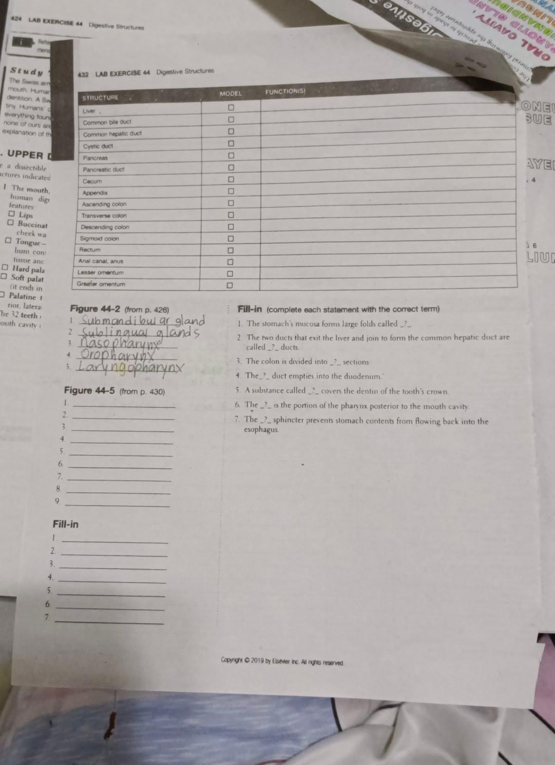 432 LA EXERCISE 44 Digestive Structures Figure 44-2 | Chegg.com