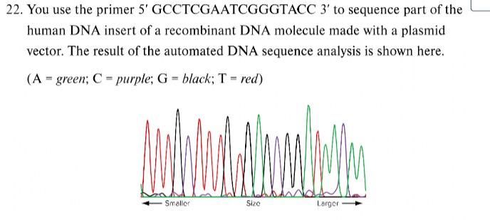 Solved 22. You use the primer 5 ' GCCTCGAATCGGGTACC 3′ to | Chegg.com