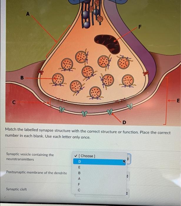 Solved Match the labelled synapse structure with the correct | Chegg.com