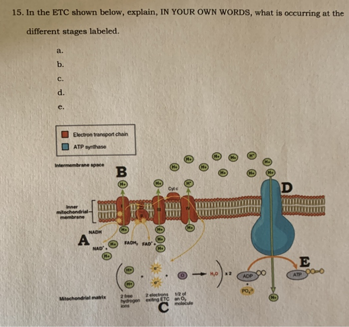 Solved 15. In the ETC shown below, explain, IN YOUR OWN | Chegg.com