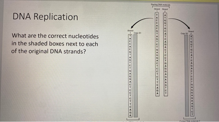 Solved Starting DNA molecule Strand Strand 1 2 DNA | Chegg.com | Chegg.com