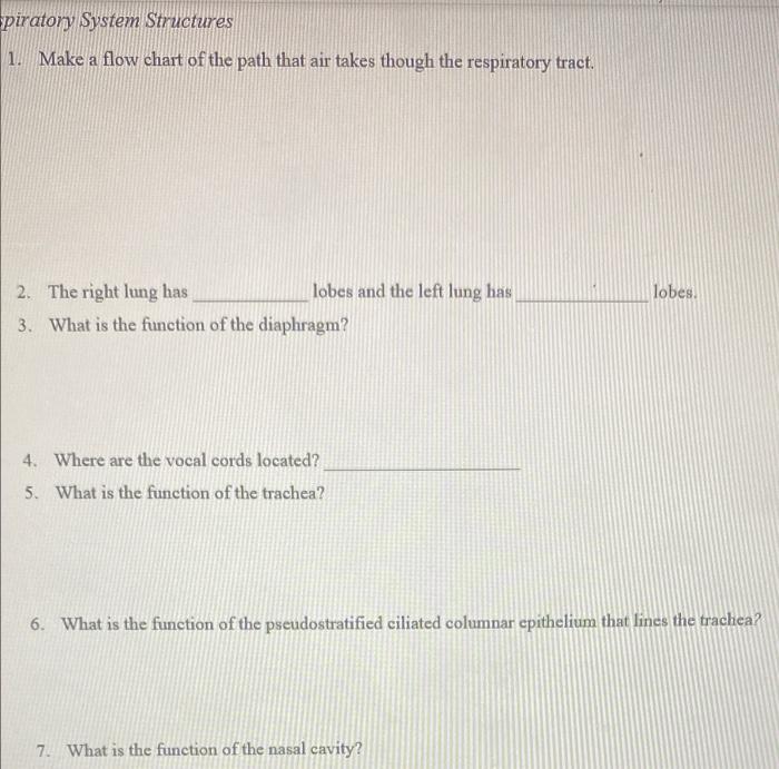 Solved spiratory System Structures 1. Make a flow chart of | Chegg.com