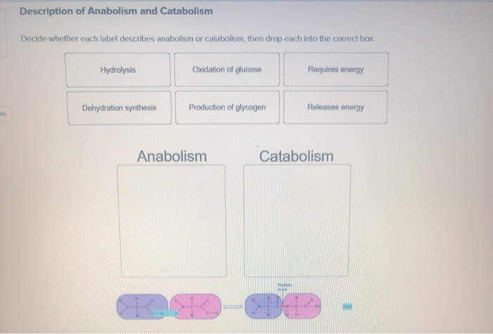 Solved Description of Anabolism and Catabolism Decide | Chegg.com